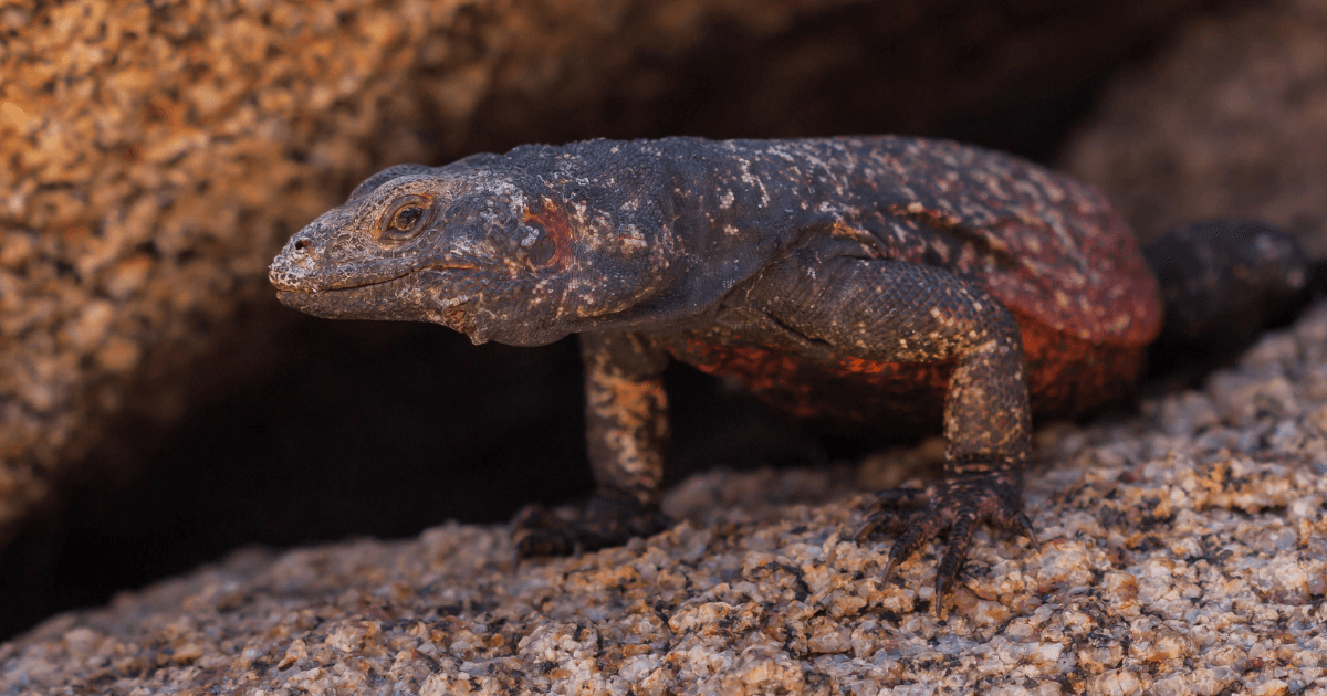 Chuckwalla