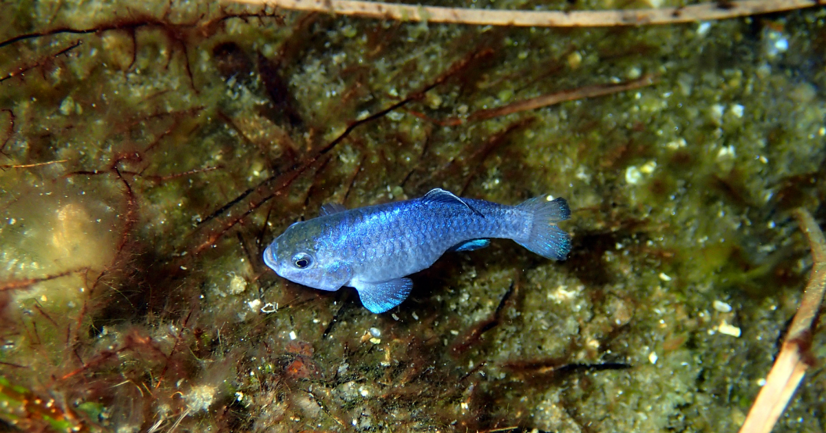 Pupfish | Anza-Borrego | Pupfish in the Anza-Borrego Desert