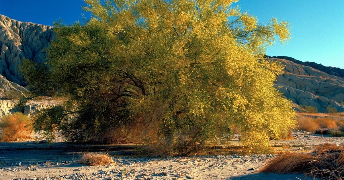 Ironwood | Ironwood Tree | Hiking | Golf Clubs