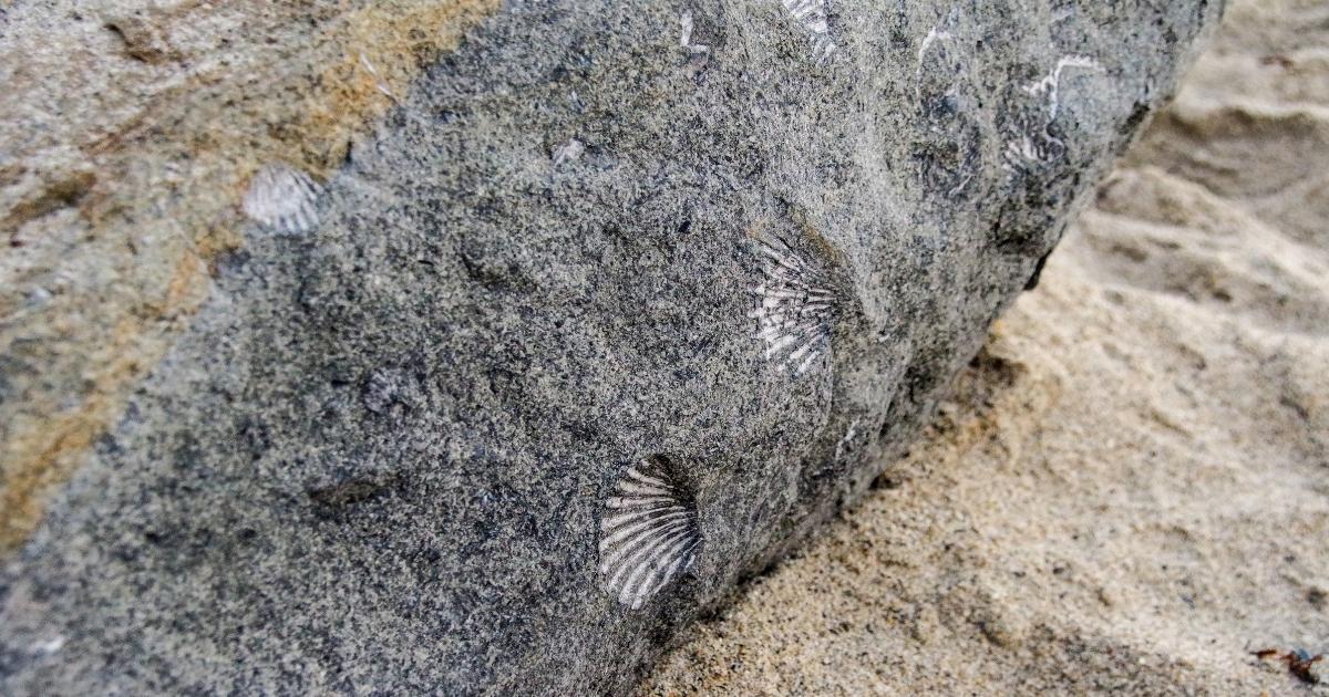 Shell Reef in Anza-Borrego Desert | Shell Reef