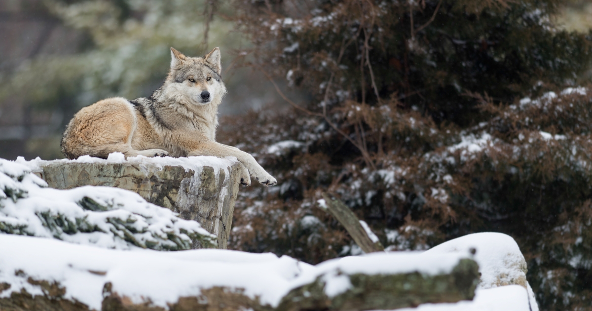 Save the Wolf | Save the Wolves | California Wolf Center